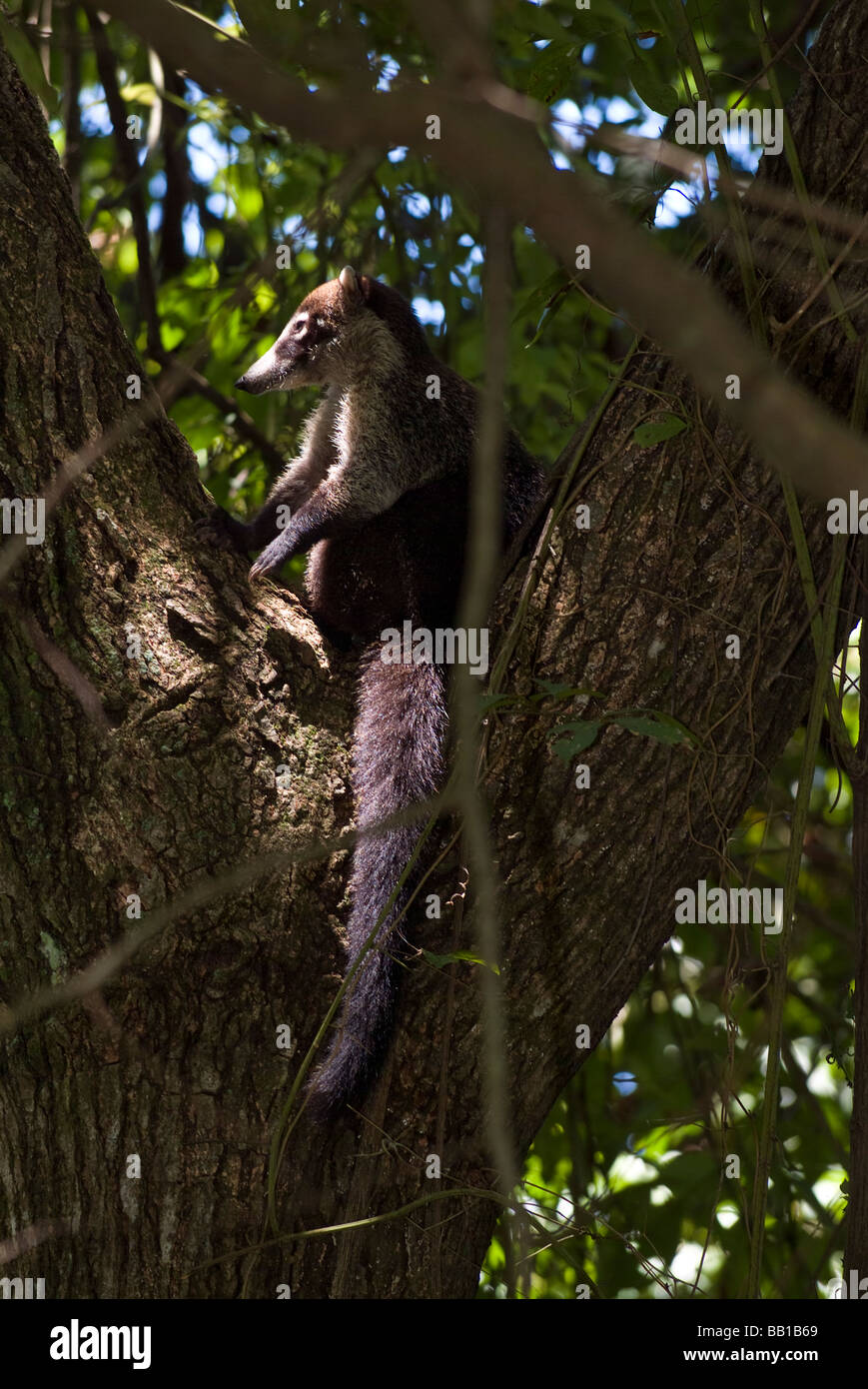 Coati in a tree, Manuel Antonio National Park, Costa Rica Stock Photo ...