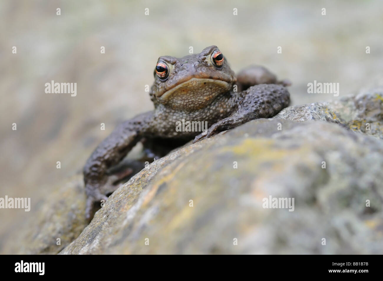 Toad staring hi-res stock photography and images - Alamy