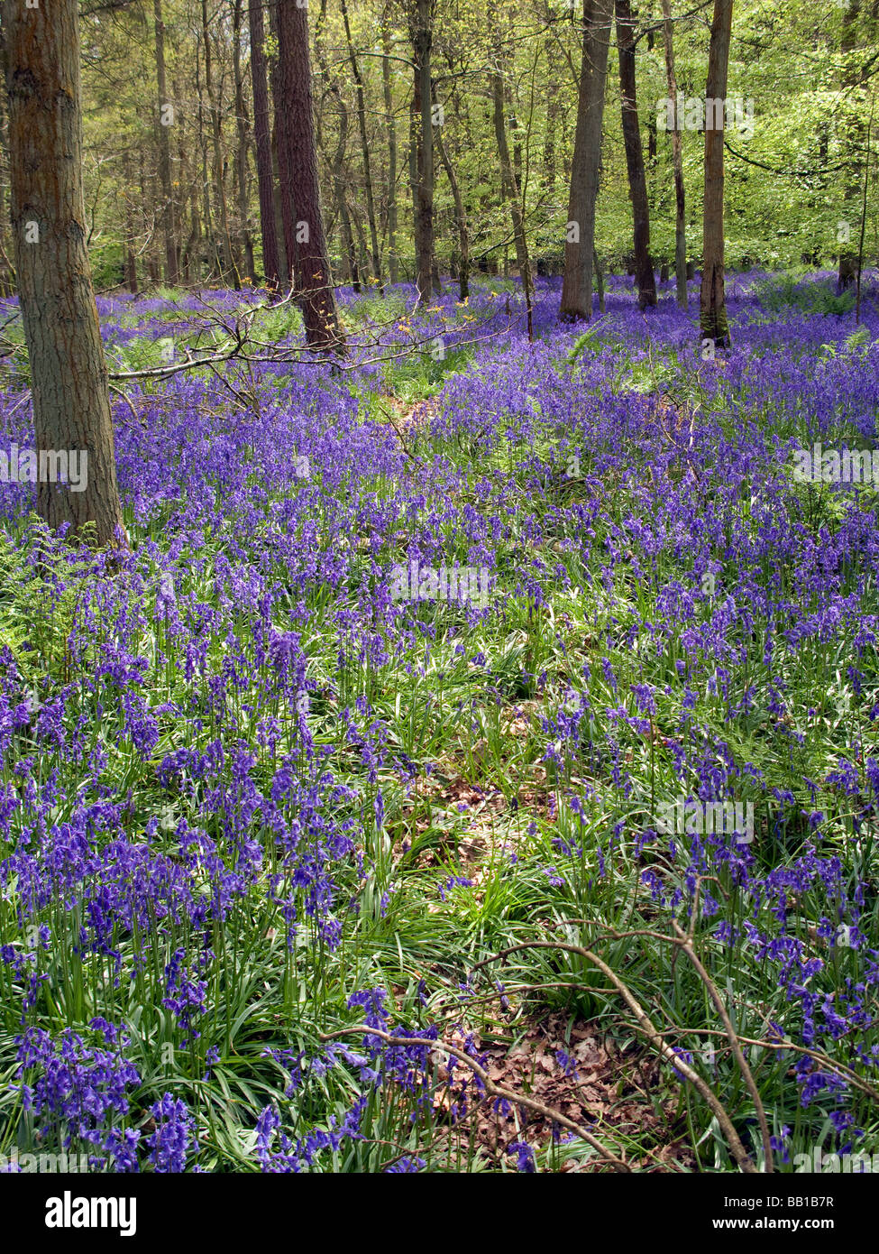 Bluebells christmas common oxfordshire hi-res stock photography and ...