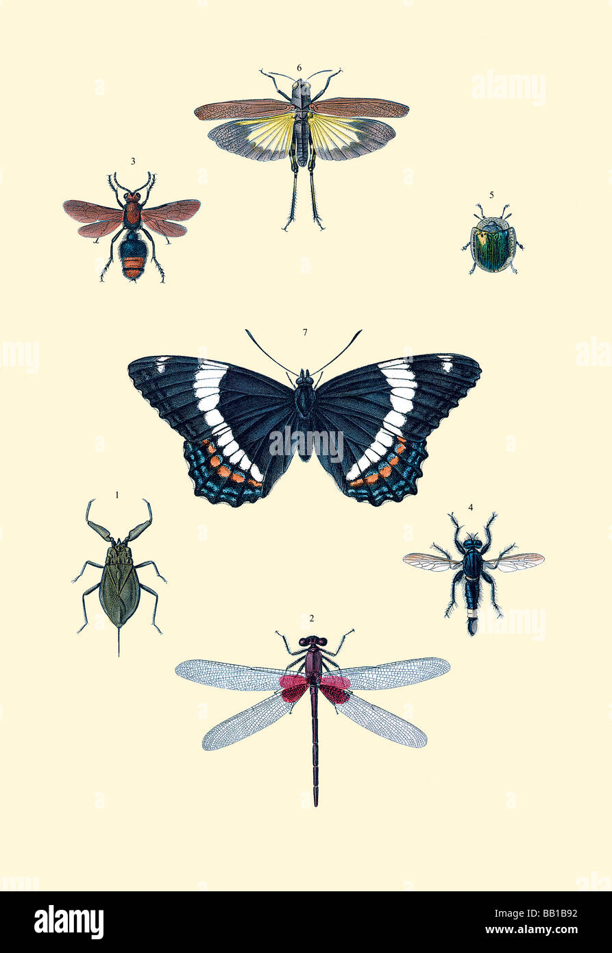 Insecta insects hi-res stock photography and images - Alamy