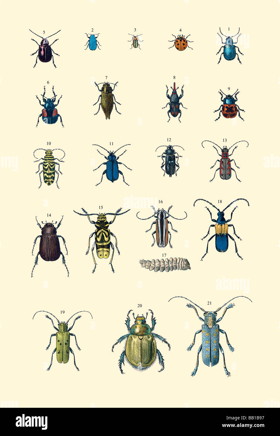 Insecta insects hi-res stock photography and images - Alamy