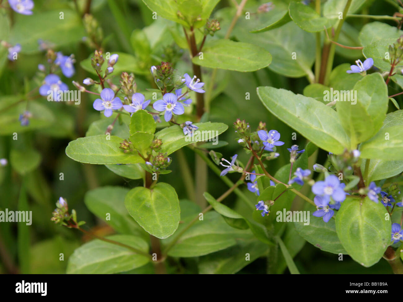 Brooklime, Veronica beccabunga, Plantaginaceae (Scrophulariaceae Stock ...