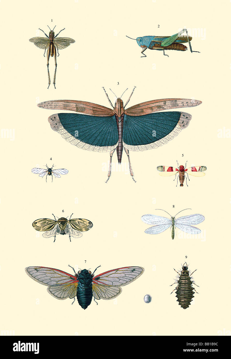 Insect Study #3 Stock Photo - Alamy