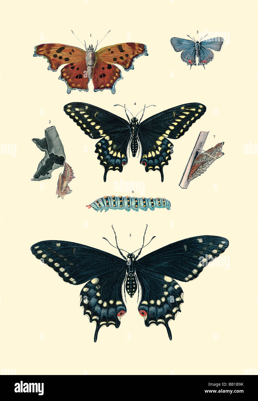 Insect Study #4 Stock Photo - Alamy