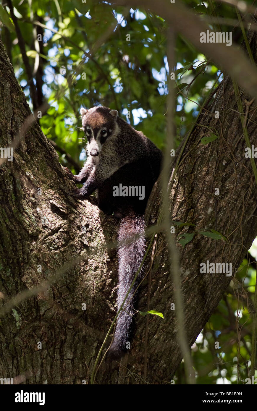 Coati in a tree, Manuel Antonio National Park, Costa Rica Stock Photo ...