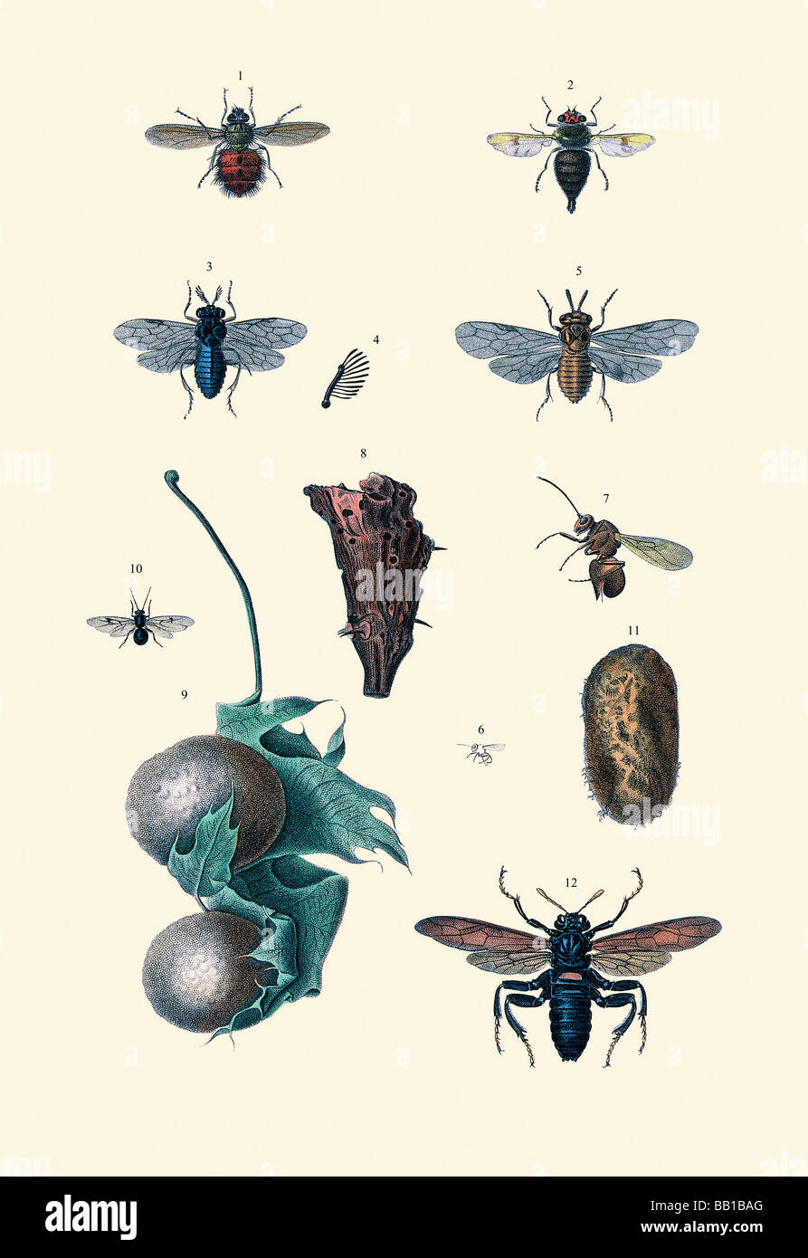 Insect Study #8 Stock Photo - Alamy