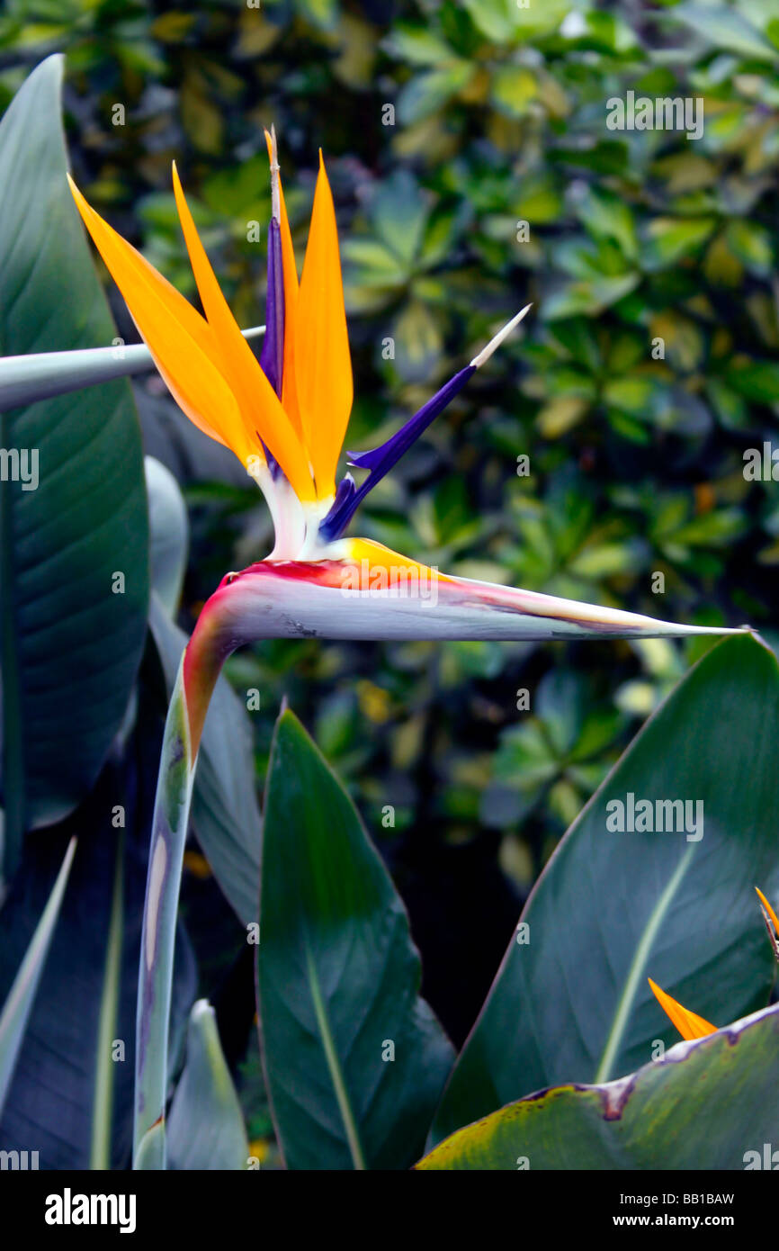 STRELITZIA REGINAE HUMILIS. PYGMAEA. BIRD OF PARADISE Stock Photo - Alamy