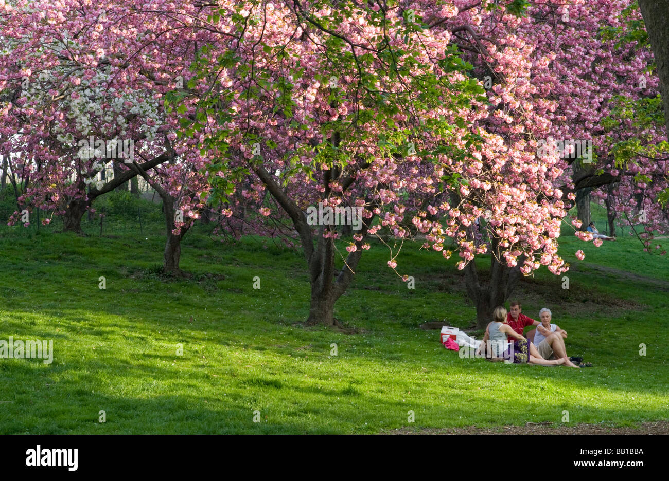 People enjoying the cherry blossoms in Central Park New York on a ...