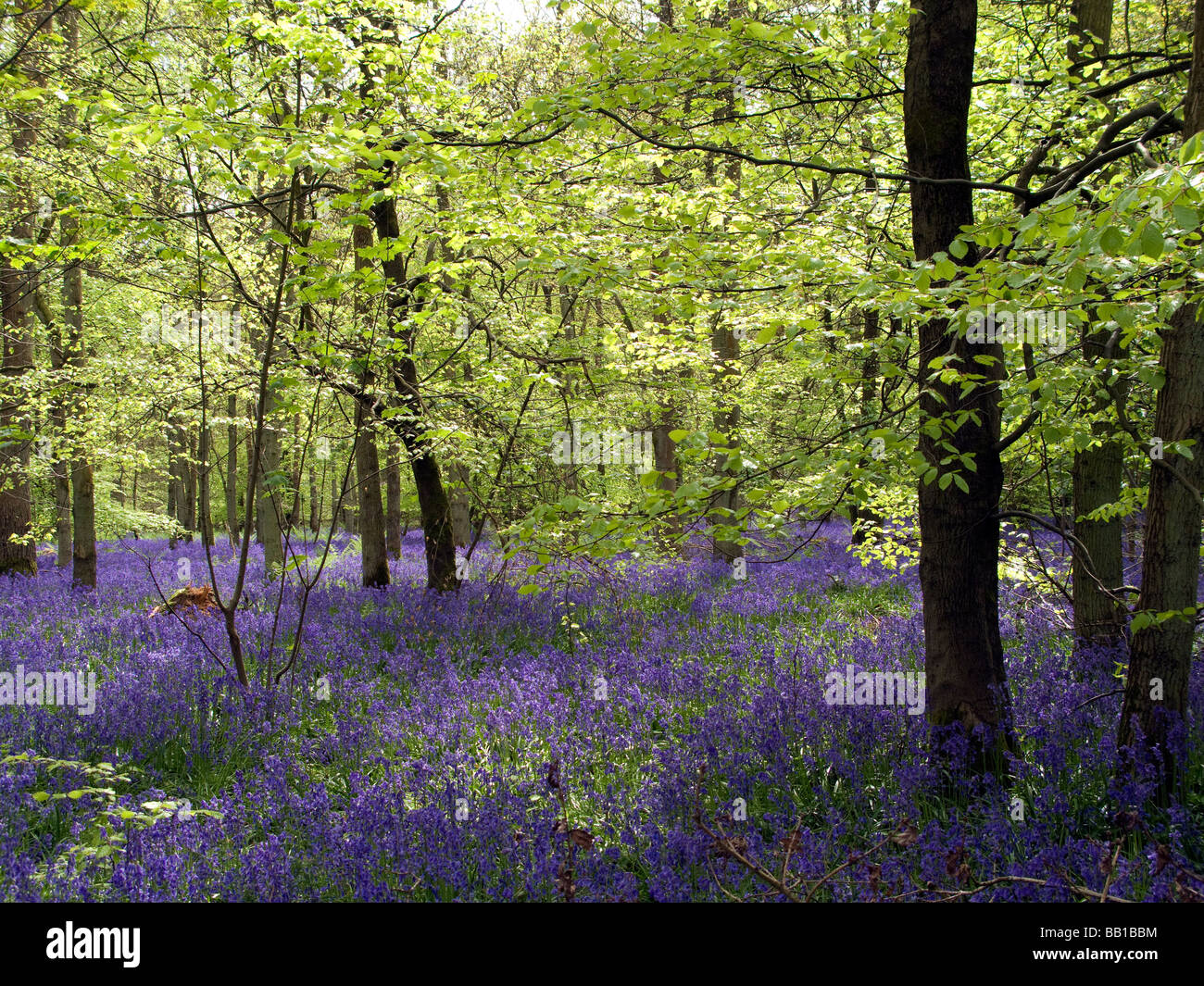 Bluebells christmas common oxfordshire hi-res stock photography and ...