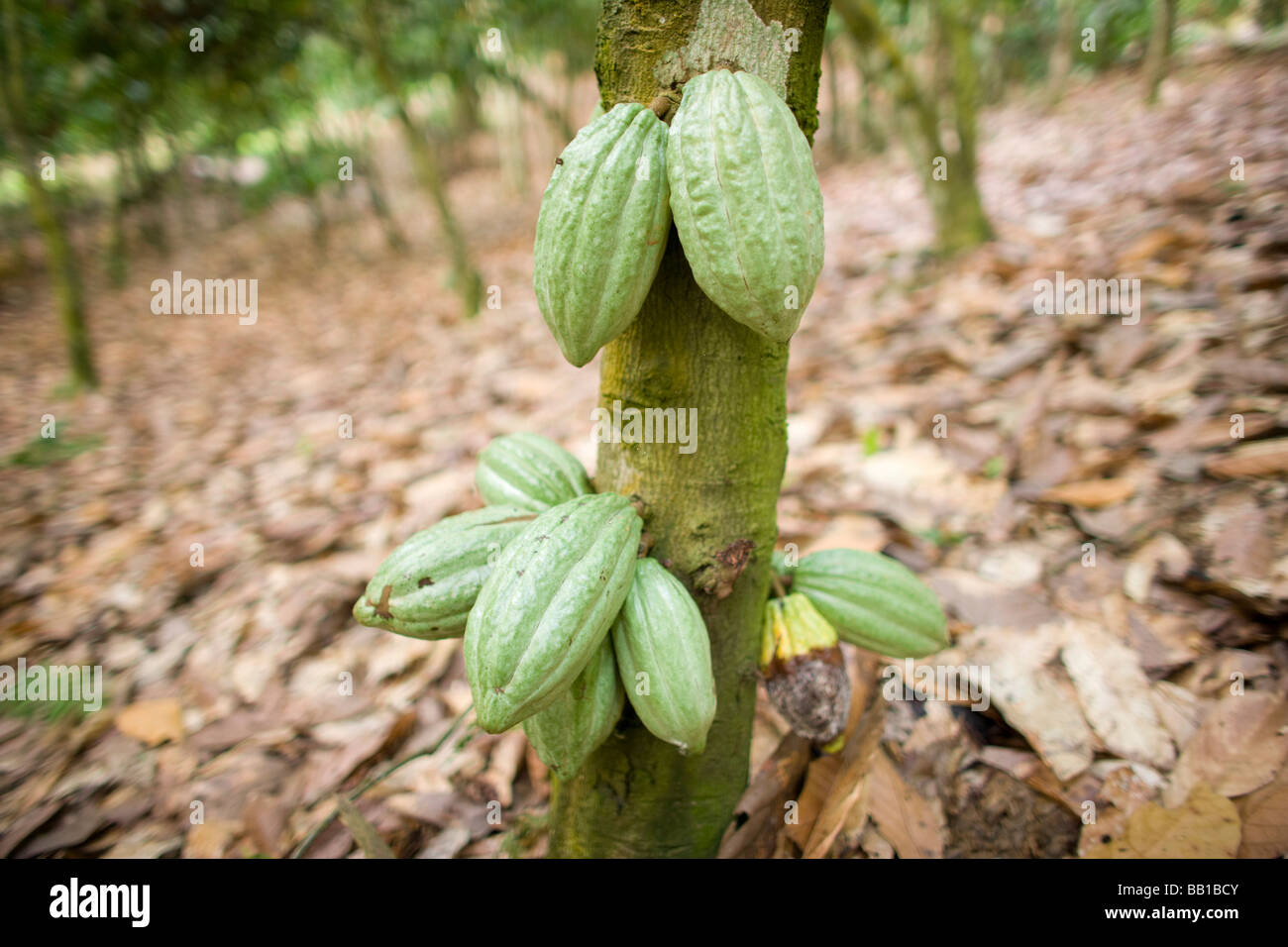 Cocoa in ghana hi-res stock photography and images - Alamy