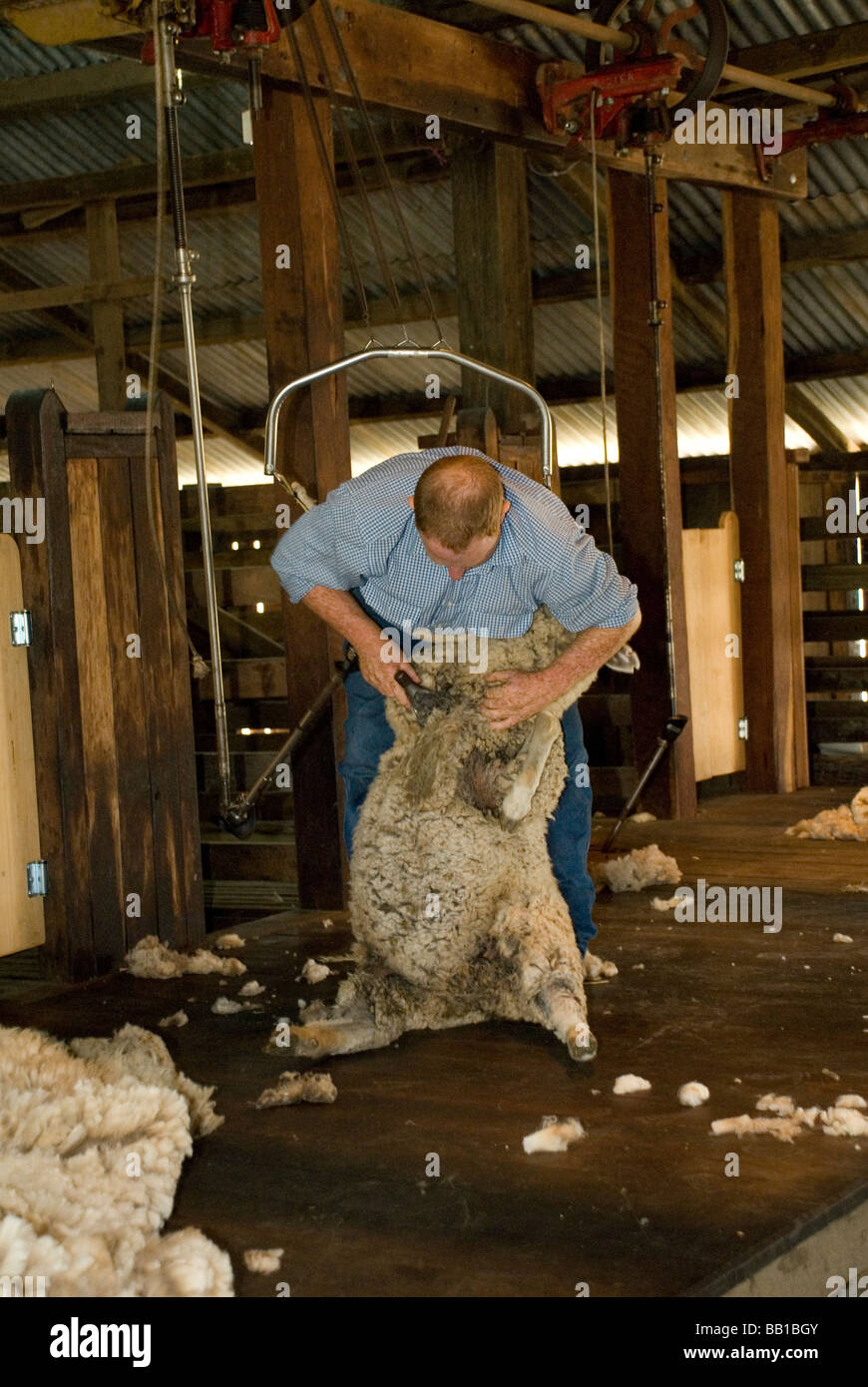 Sheep shearing shed australia hi-res stock photography and images - Alamy