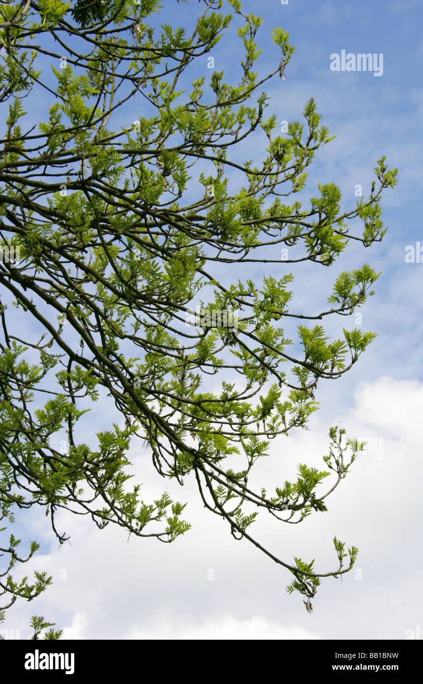 Young Shoots of the European Ash or Common Ash, Fraxinus excelsior ...