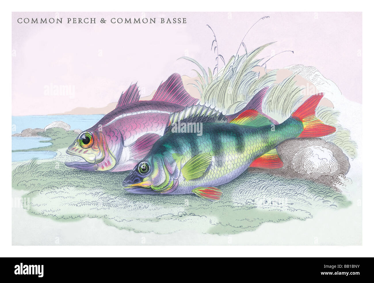 Common Perch and Common Bass Stock Photo - Alamy