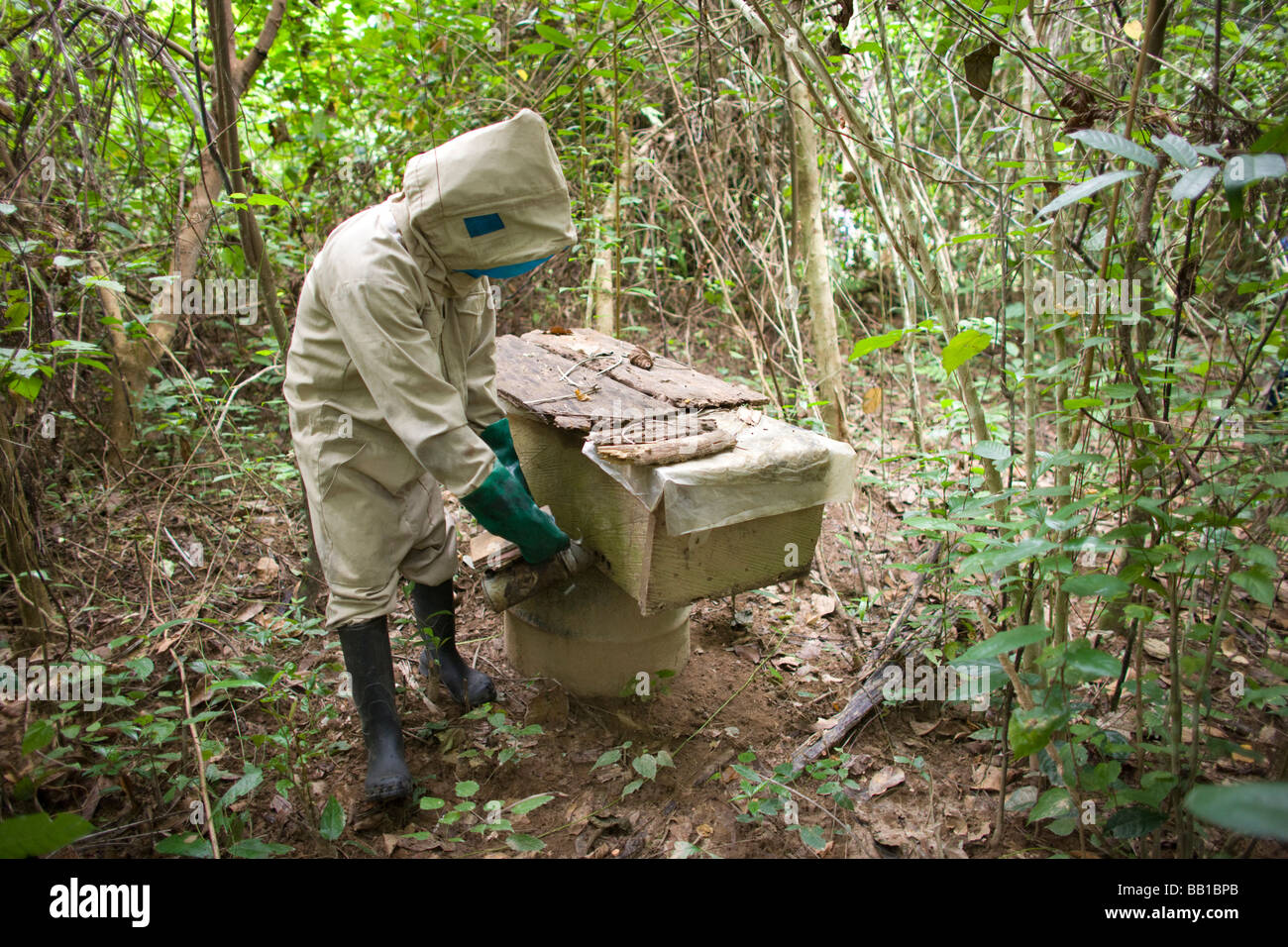 Beekeeper smoking bees, Dakoto Junction, Ghana, Africa Stock Photo - Alamy