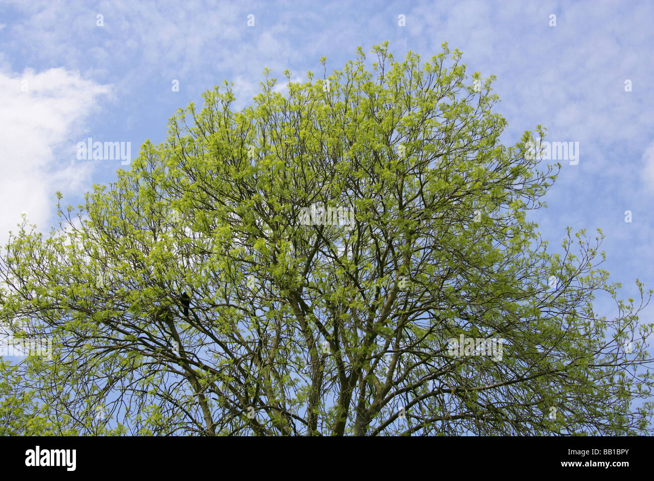 European ash tree hi-res stock photography and images - Alamy