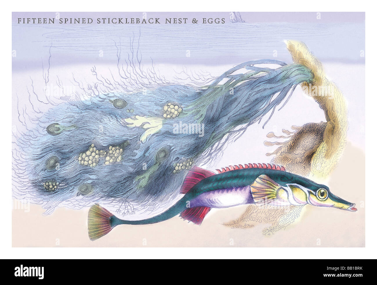 Fifteen Spined Stickleback Nest and Eggs Stock Photo - Alamy