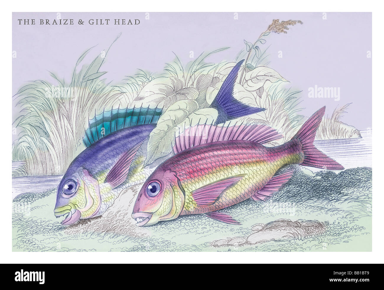 The Braize and the Gilt Head Stock Photo - Alamy