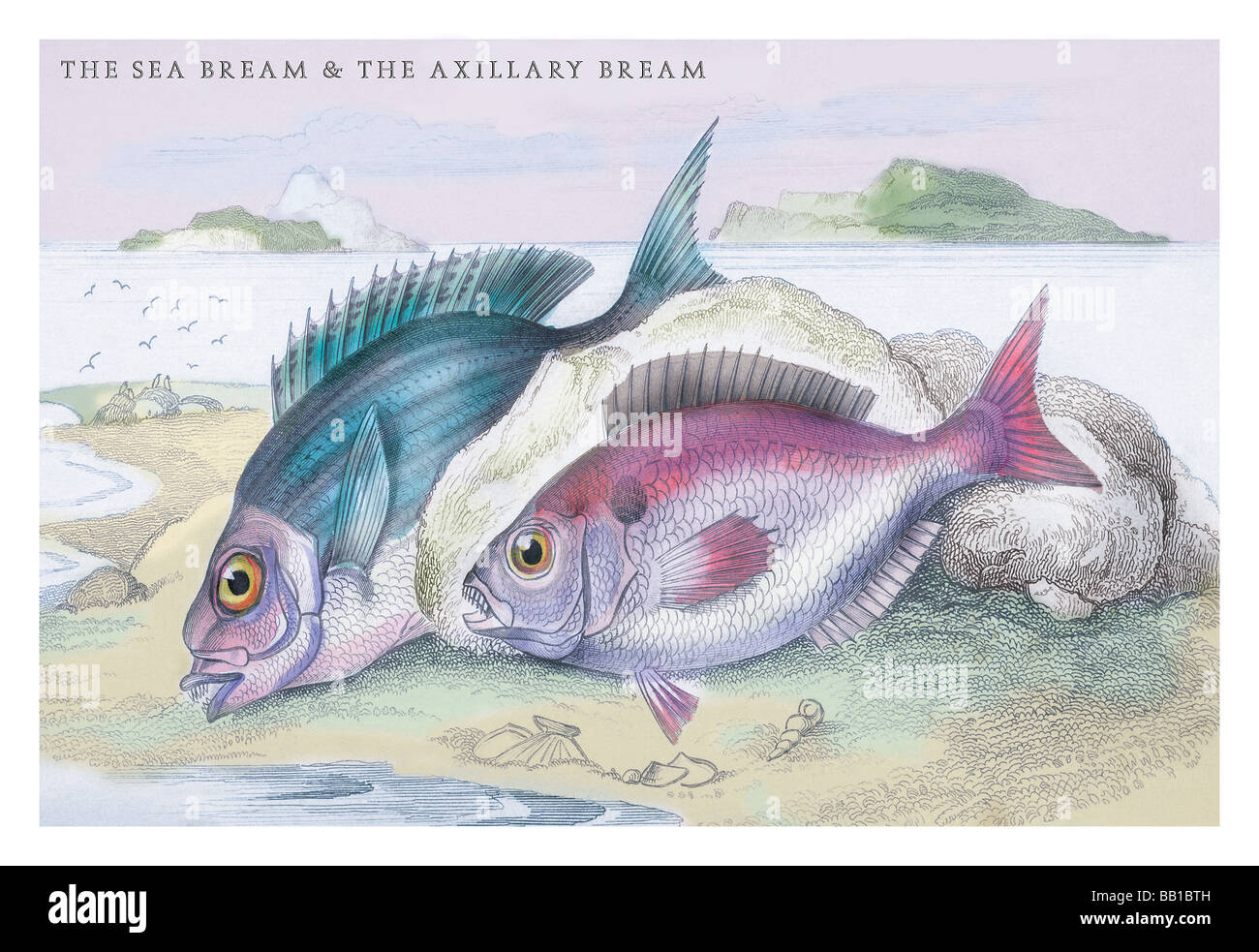 The Sea Bream and the Axillary Bream Stock Photo - Alamy
