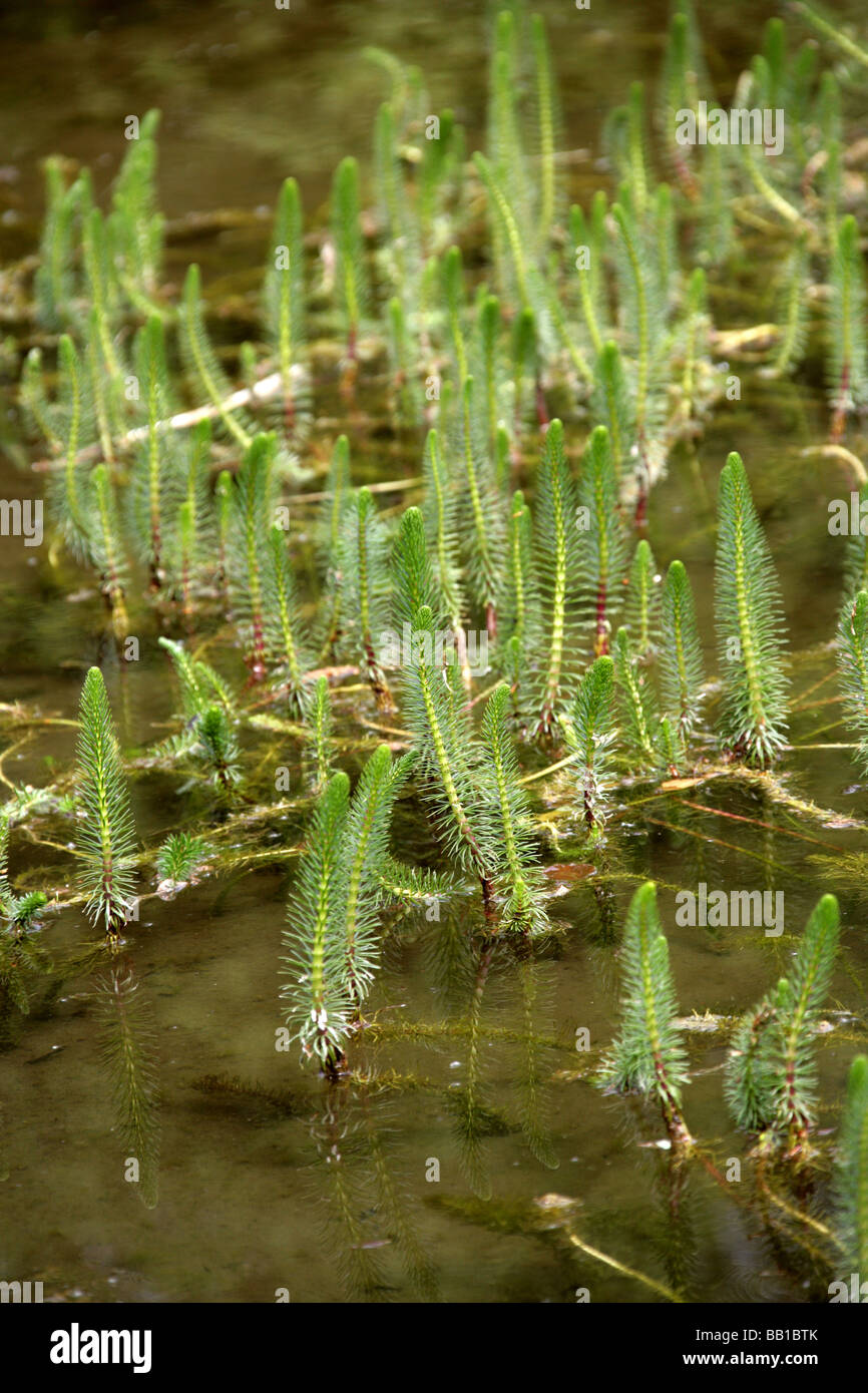 Marestail, Hippuris vulgaris, Plantaginaceae Stock Photo - Alamy