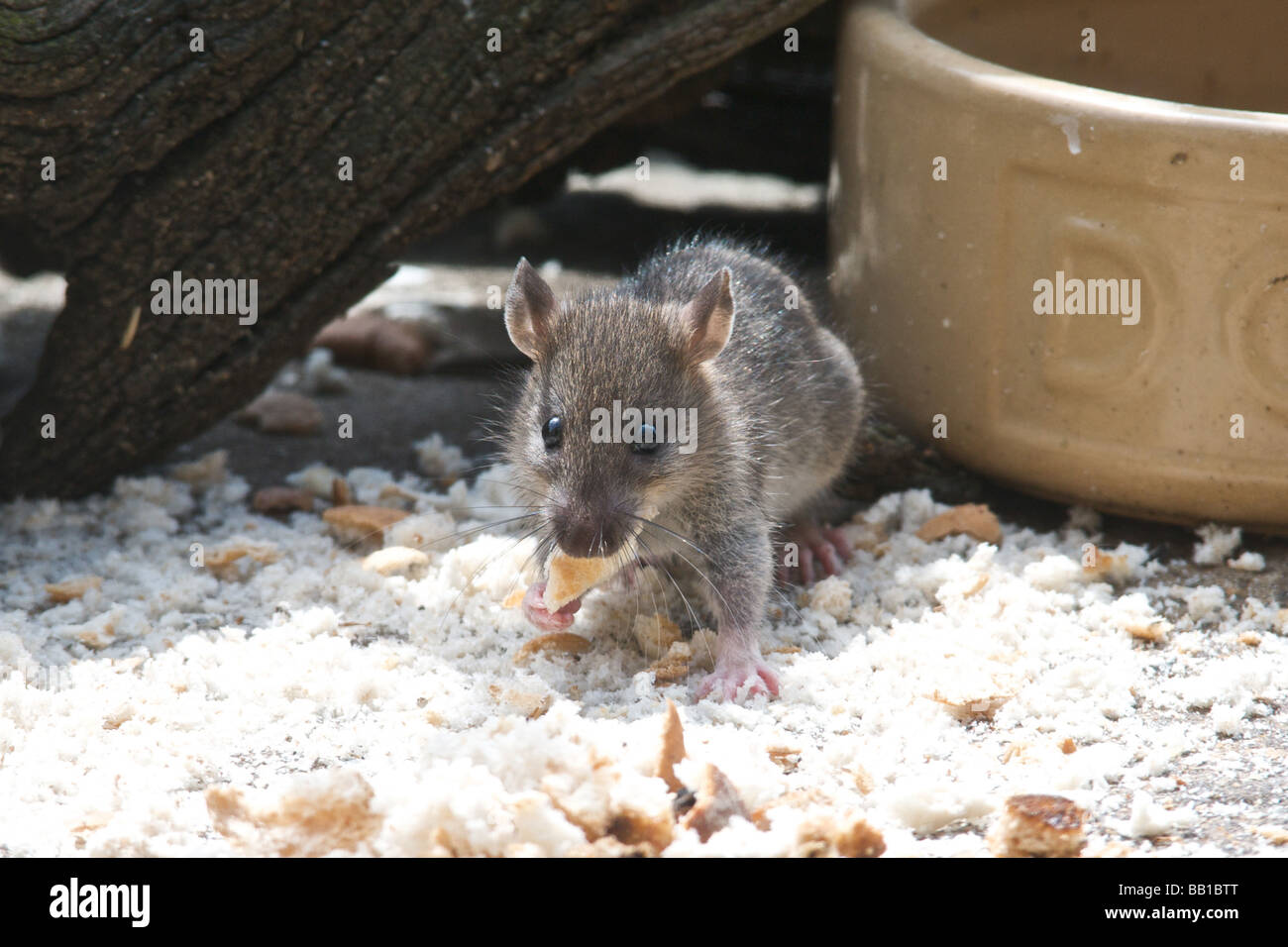 Bird table hi-res stock photography and images - Alamy