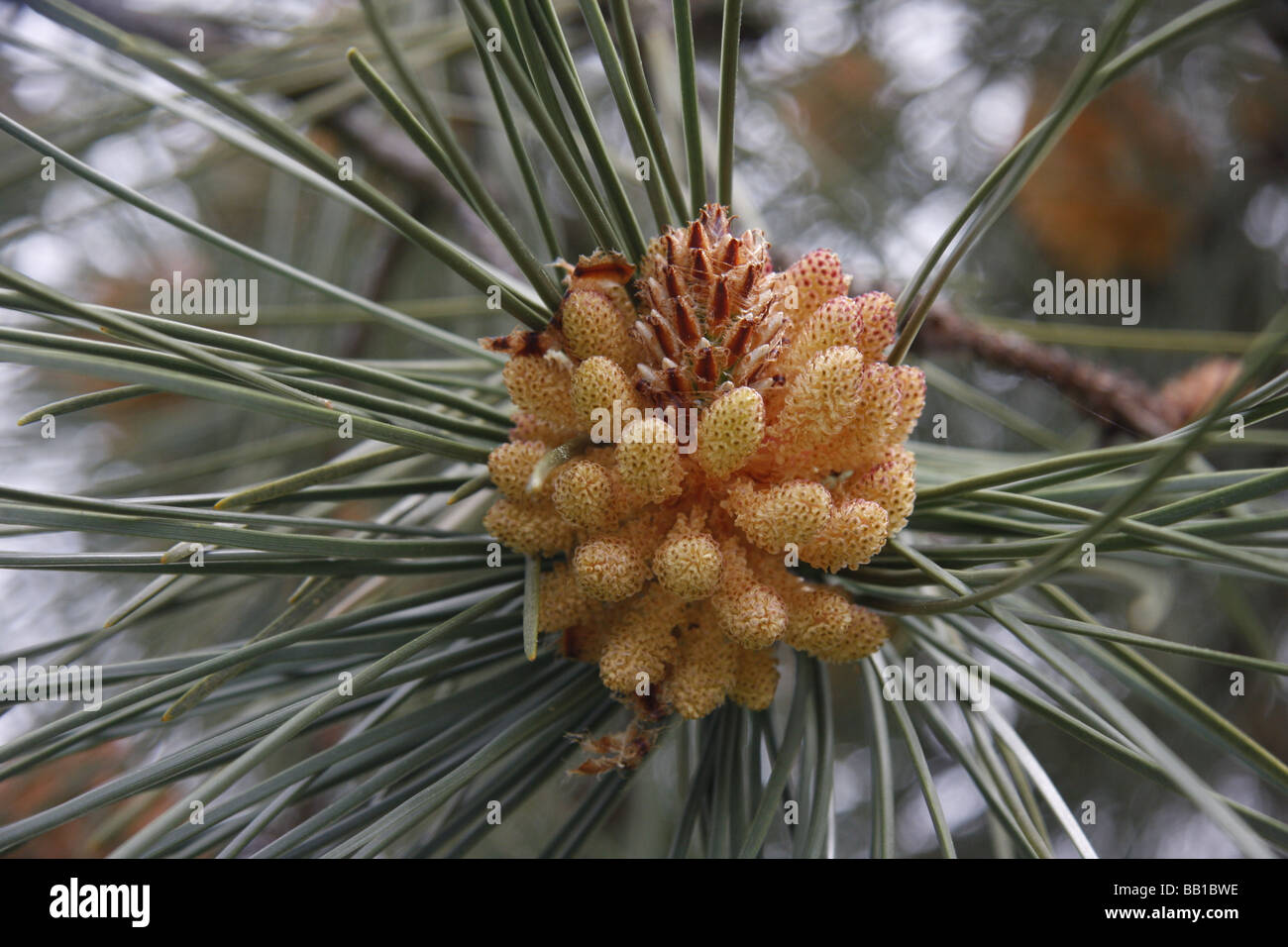 Pine tree Blossom Stock Photo - Alamy