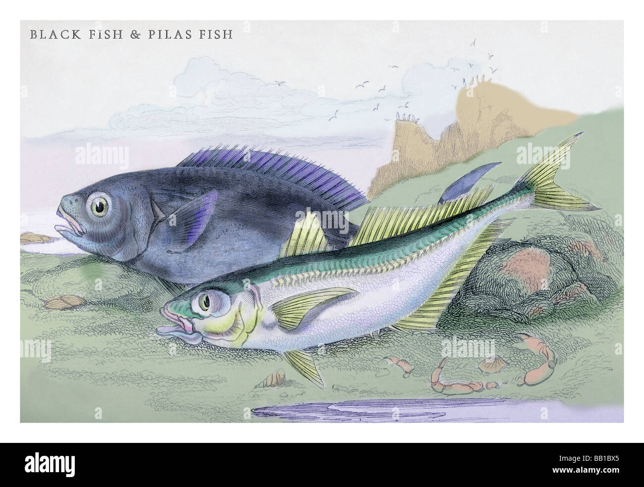 Blackfish and Pilas Fish Stock Photo - Alamy