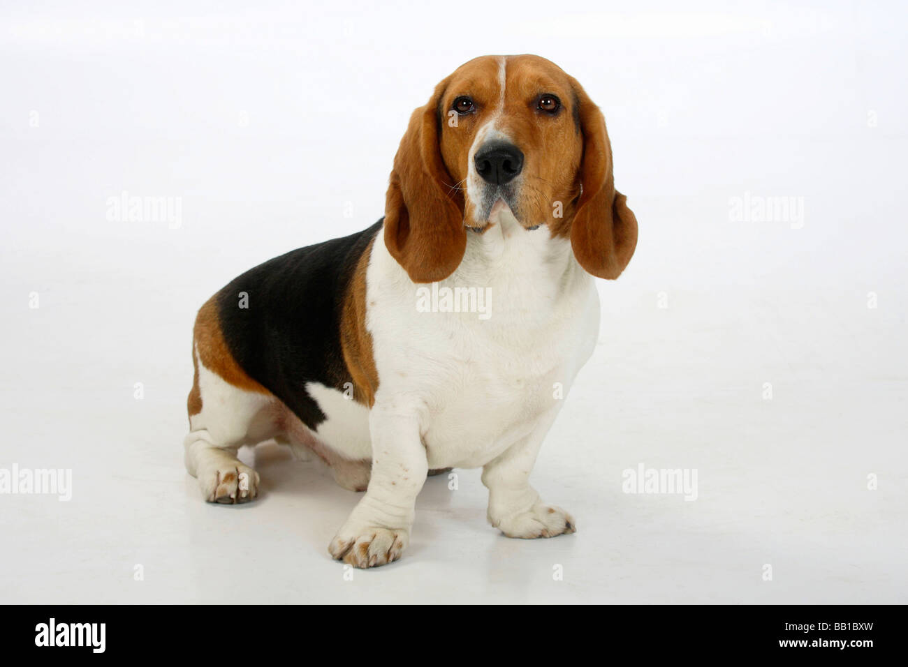 Basset Artesien Normand Stock Photo - Alamy