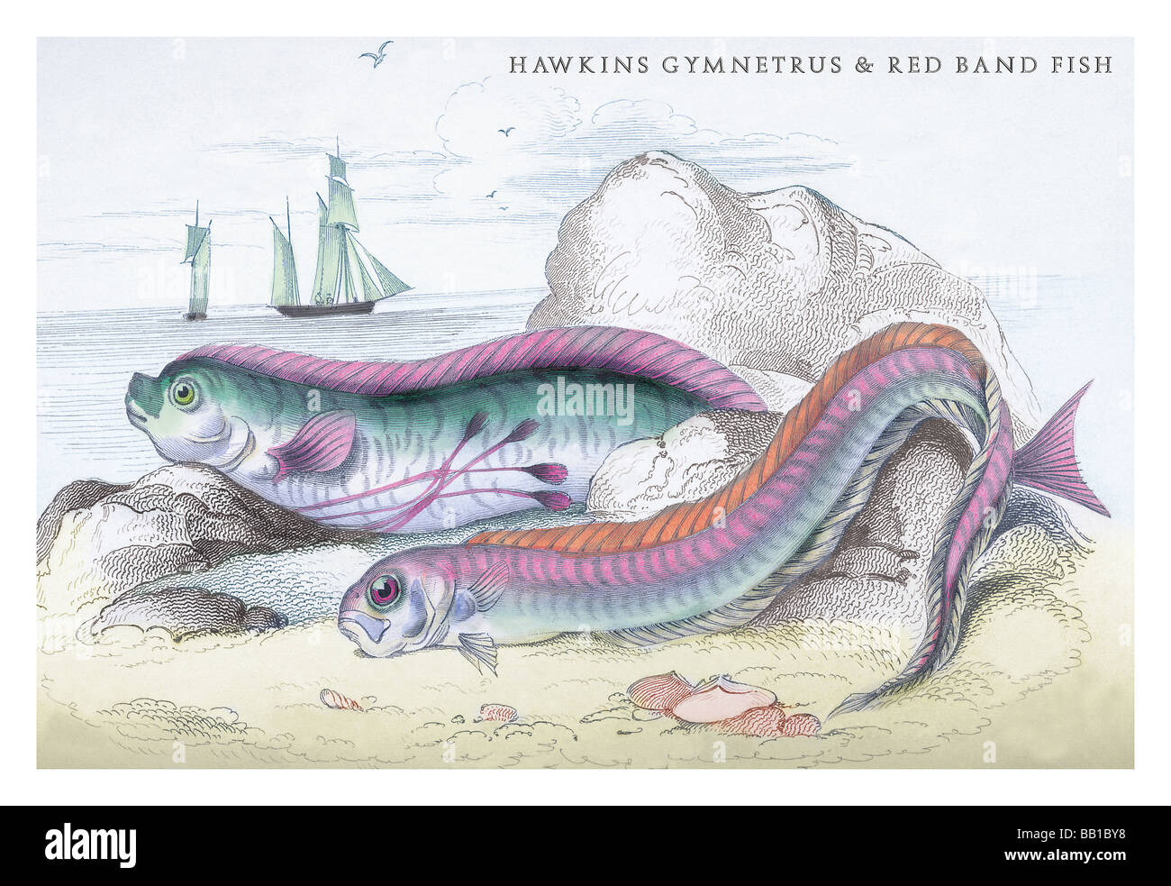 Hawkins Gymnetrus and Red Band Fish Stock Photo - Alamy