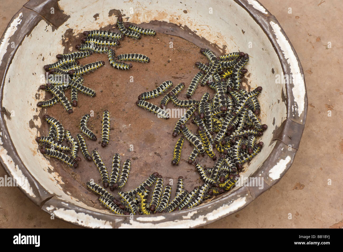 Grubs, Bowku Village, Ghana, Africa. - Not availabe to world relief ...