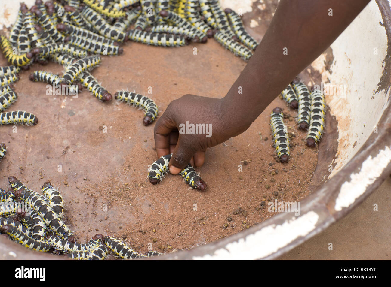 Hand picking up grubs, Bowku Village, Ghana, Africa Stock Photo - Alamy