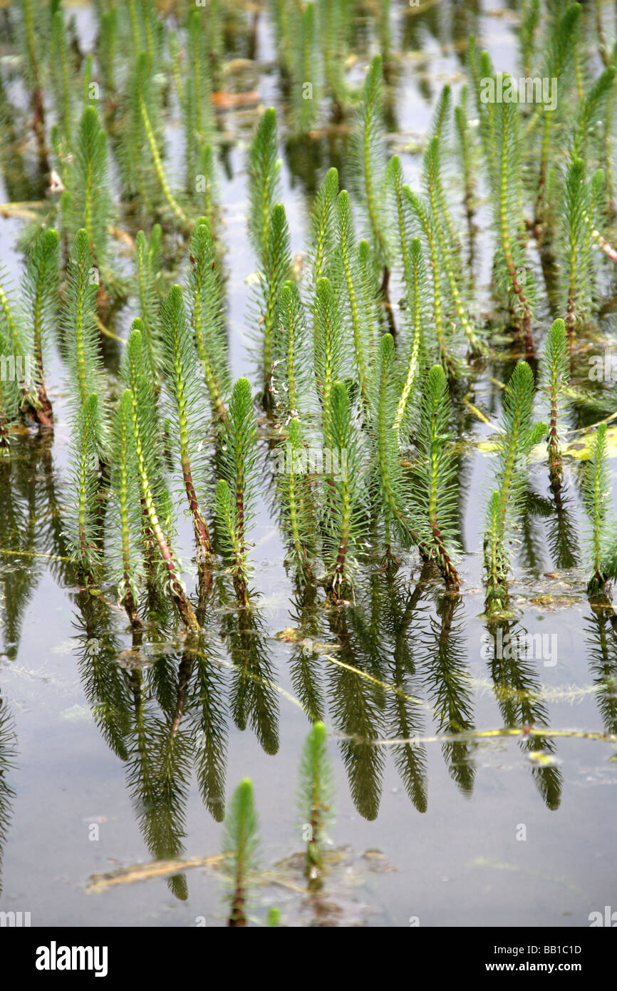 Marestail hi-res stock photography and images - Alamy