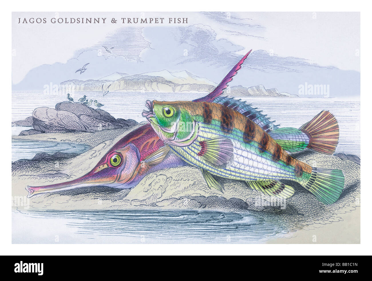 Tagos Goldsinny and Trumpet Fish Stock Photo - Alamy