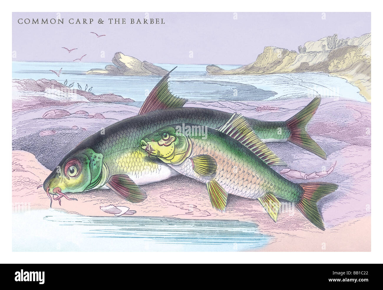 Common barbel hi-res stock photography and images - Alamy