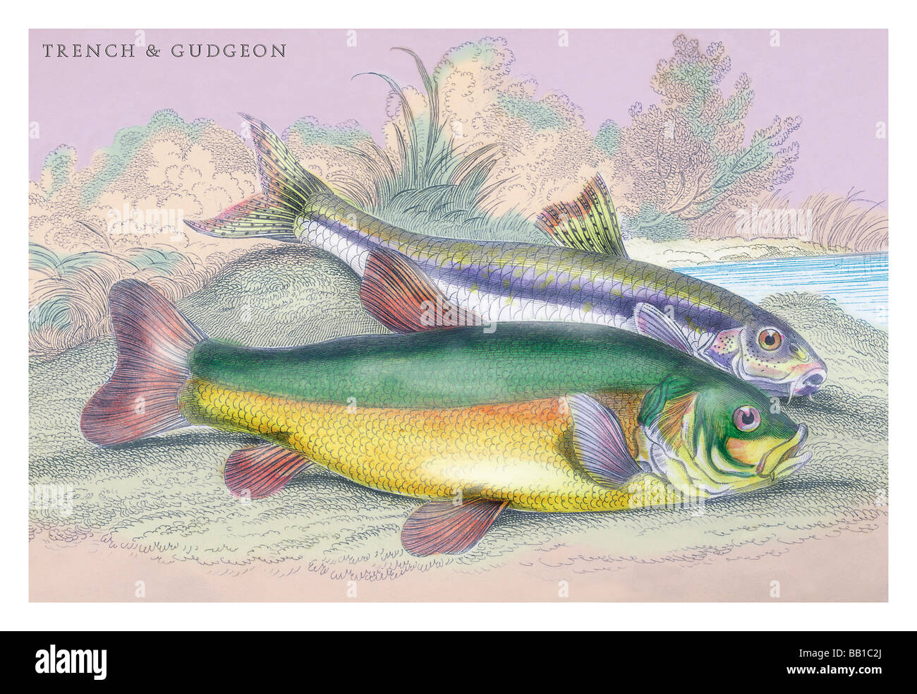 Gudgeon fishing hi-res stock photography and images - Alamy