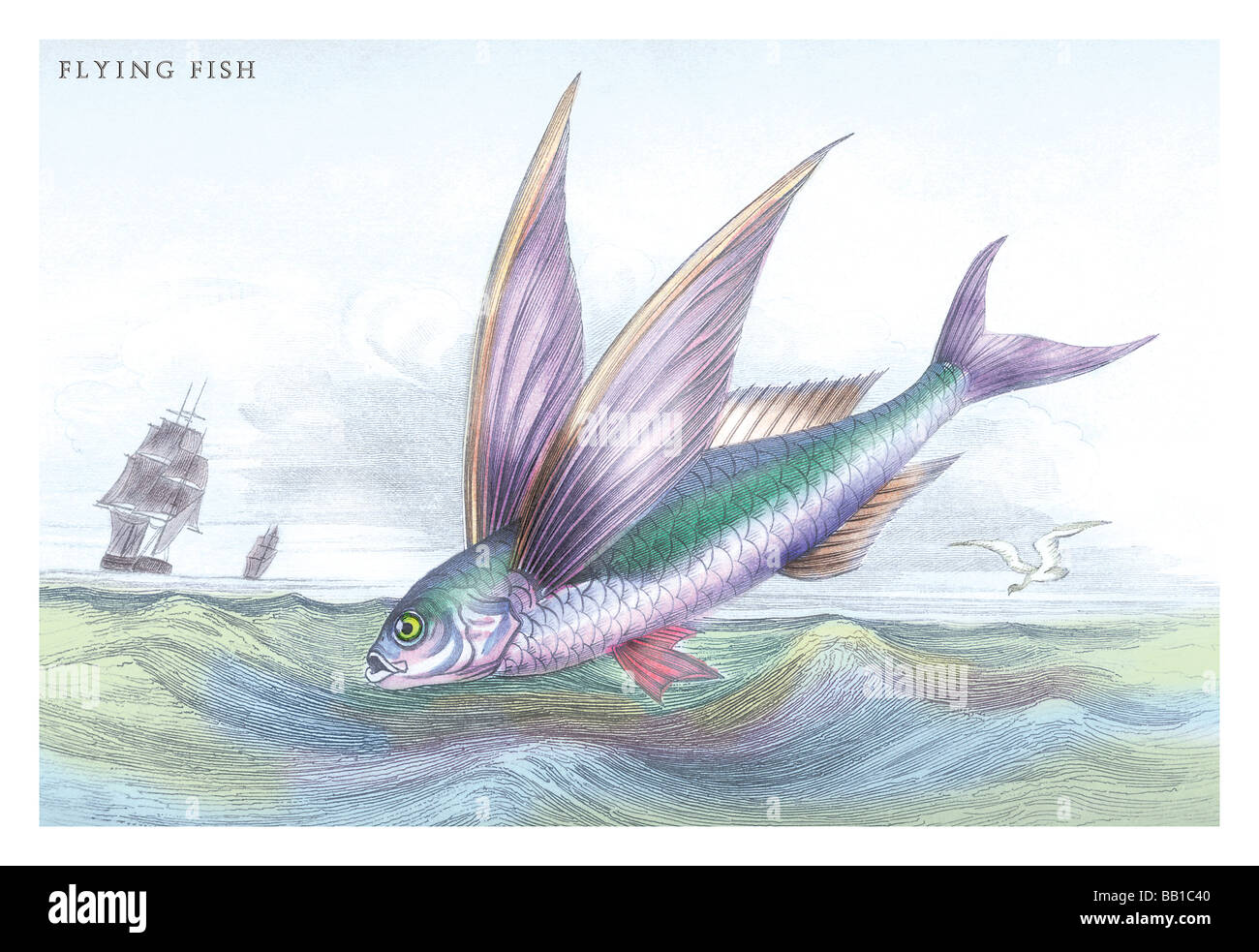 Lent fish fry hi-res stock photography and images - Alamy