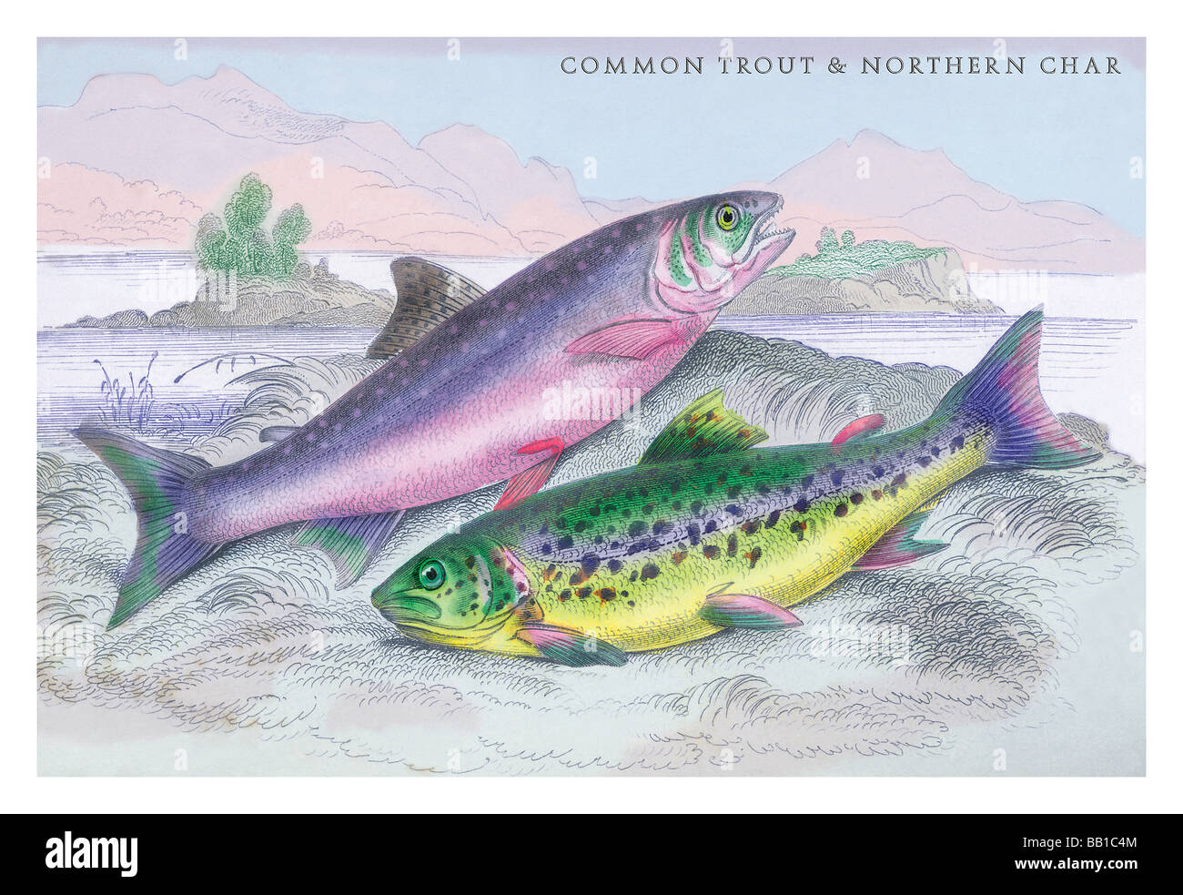 Common Trout and Northern Char Stock Photo - Alamy