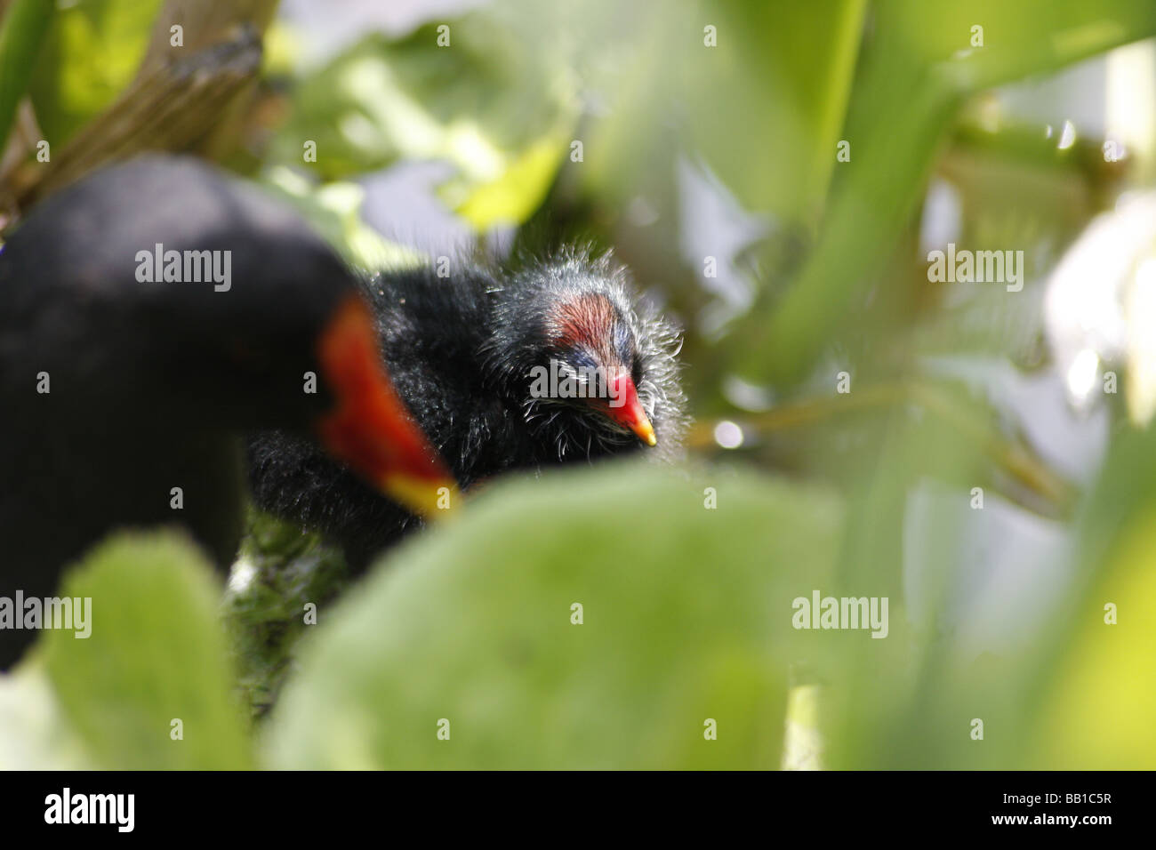 Baby bird with mother in nest Stock Photo - Alamy