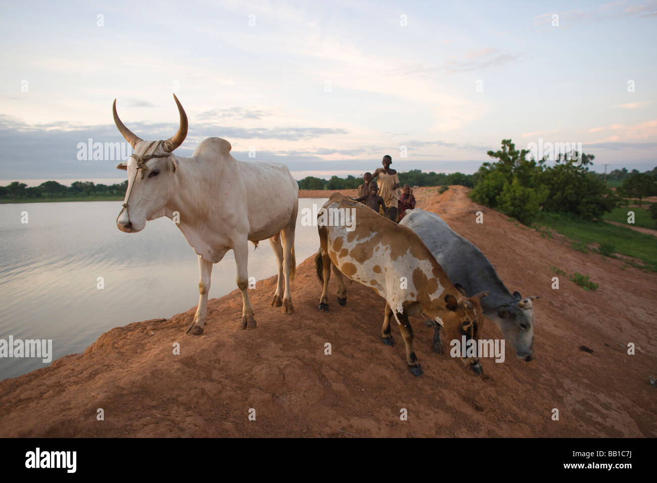 Children With Cattle High Resolution Stock Photography and Images - Alamy