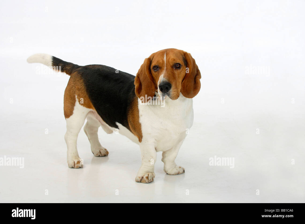 Basset artesien normand dog hi-res stock photography and images - Alamy