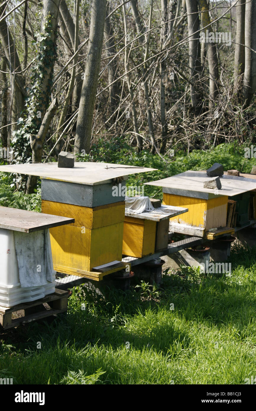 Bee hives in woods hi-res stock photography and images - Alamy