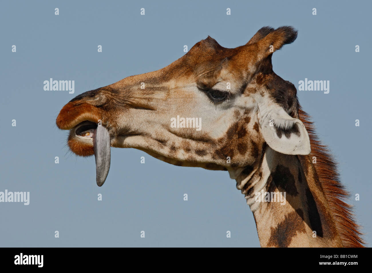 Giraffe tongue hi-res stock photography and images - Alamy