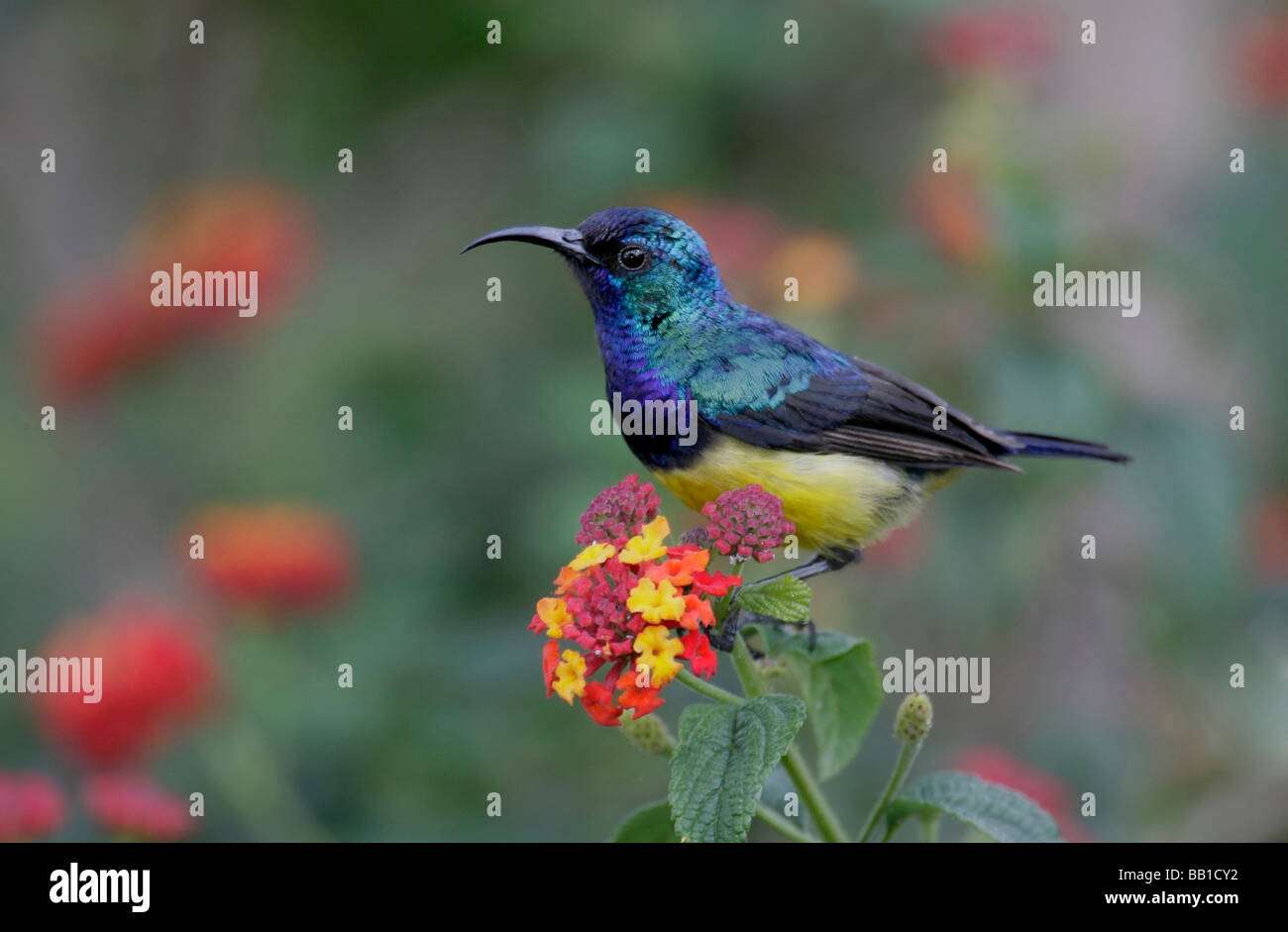 Variable sunbird hi-res stock photography and images - Alamy