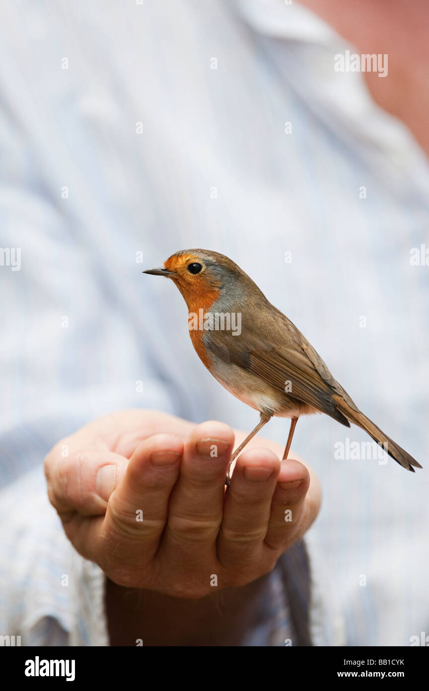 Robin bird hi-res stock photography and images - Alamy