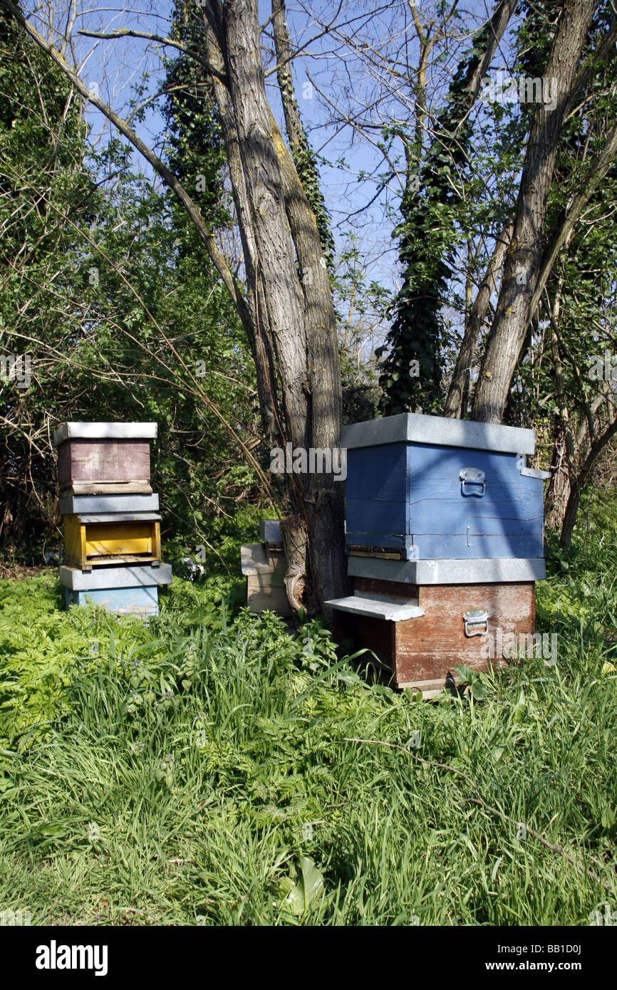 two bee hives in field in countryside Stock Photo - Alamy