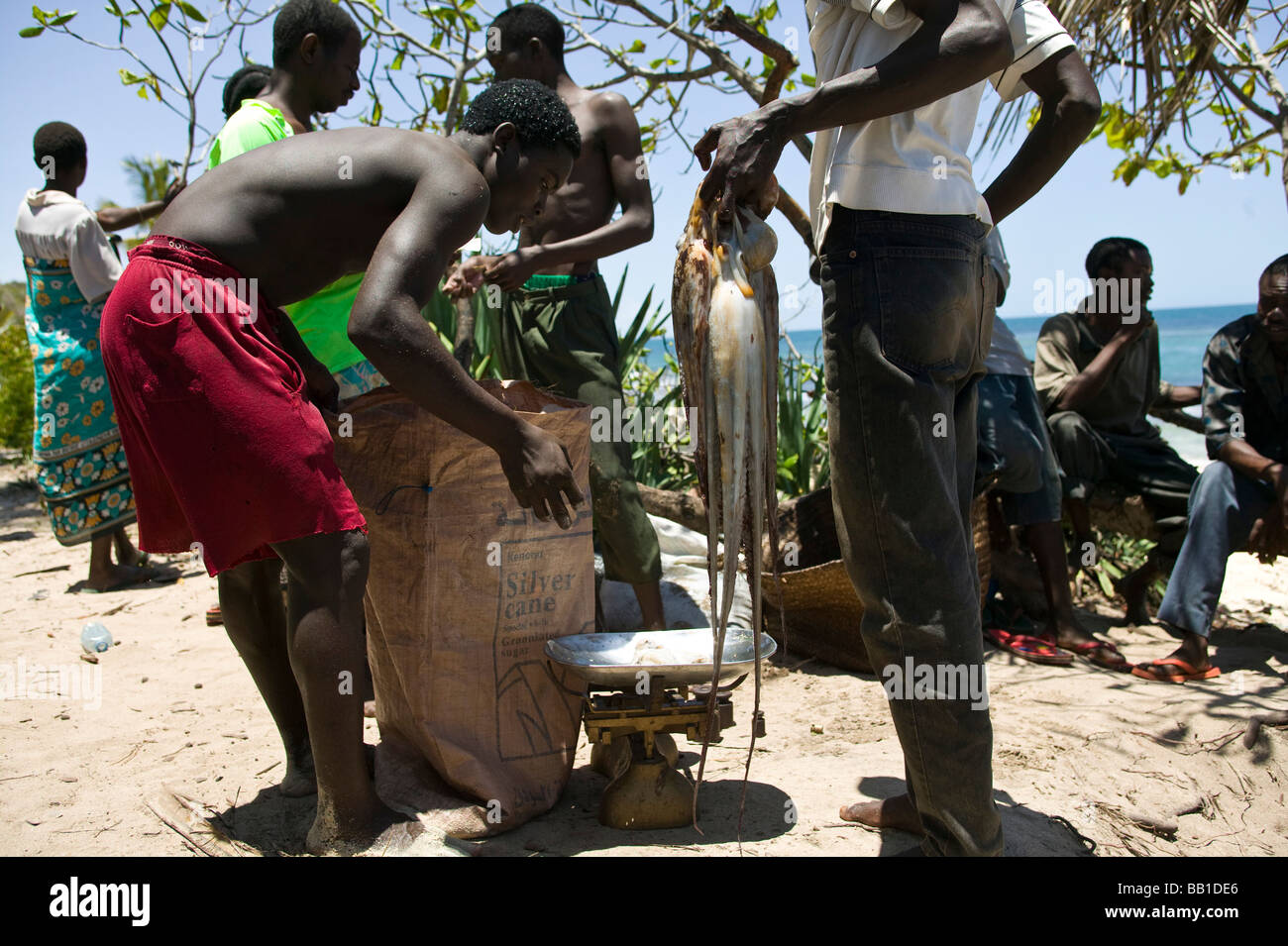 Fishermen selling octopus, Mombasa, Kenya Stock Photo - Alamy
