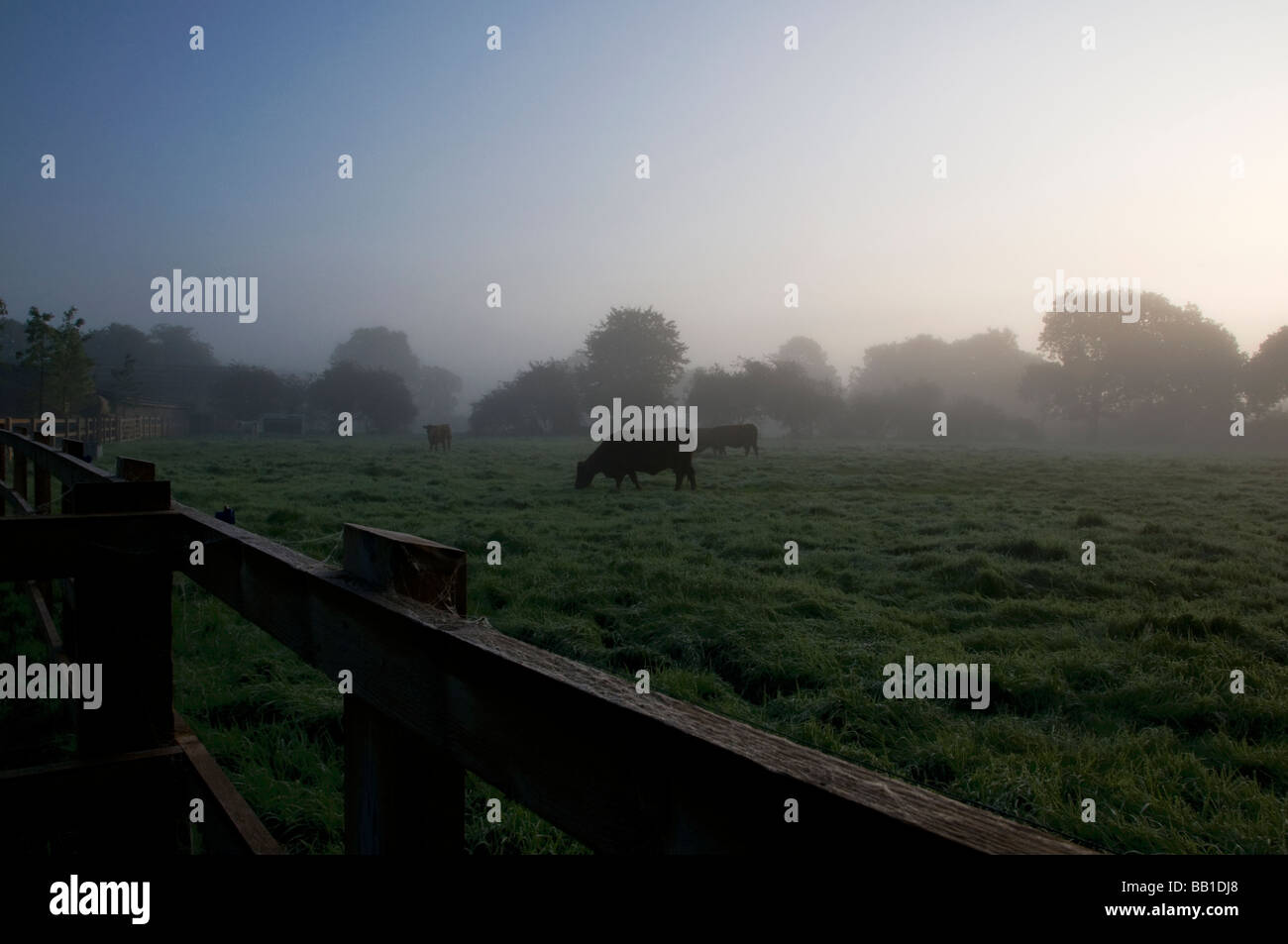 Cows in field Suffolk farm UK Stock Photo - Alamy