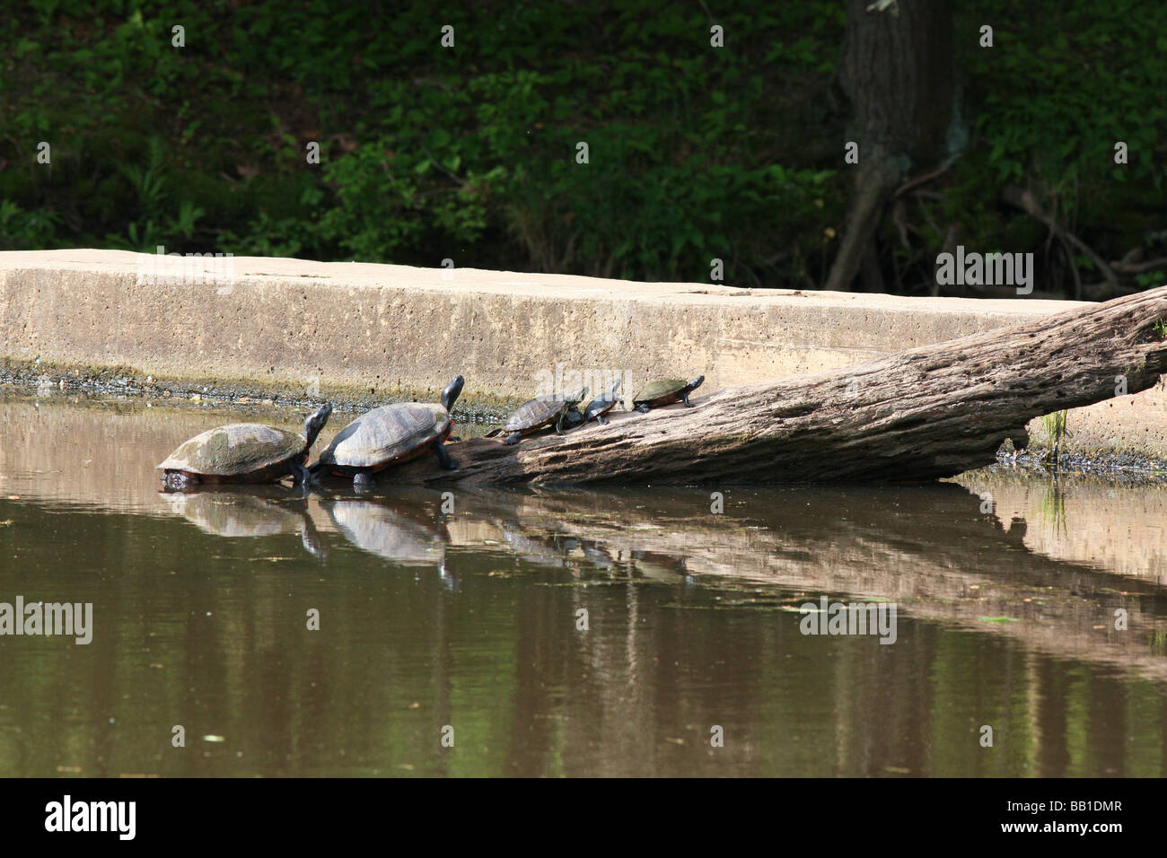 Basking turtles on a log Stock Photo - Alamy