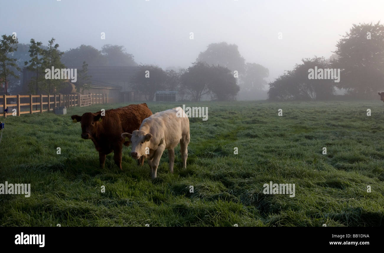 Cows in field Suffolk farm UK Stock Photo - Alamy