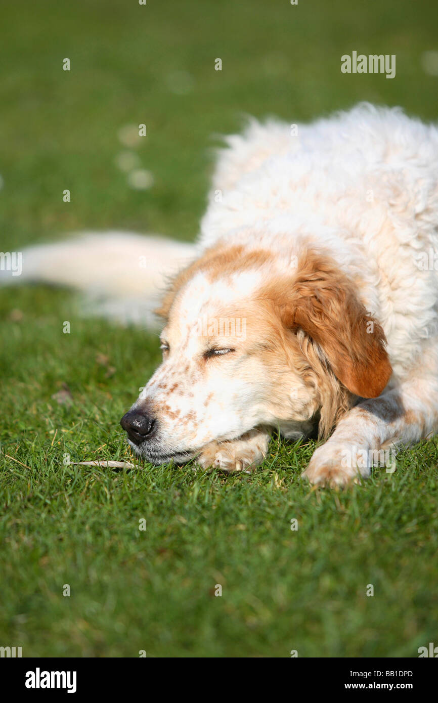 Vertical shot dog in hi-res stock photography and images - Alamy