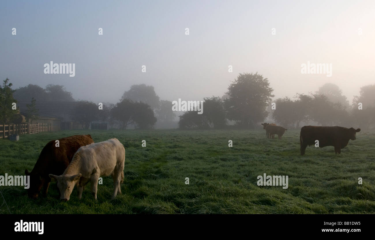 Cows in field Suffolk farm UK Stock Photo - Alamy